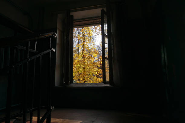 Free Stock Photo of Window in a Dark Room With Tree Outside | Download ...
