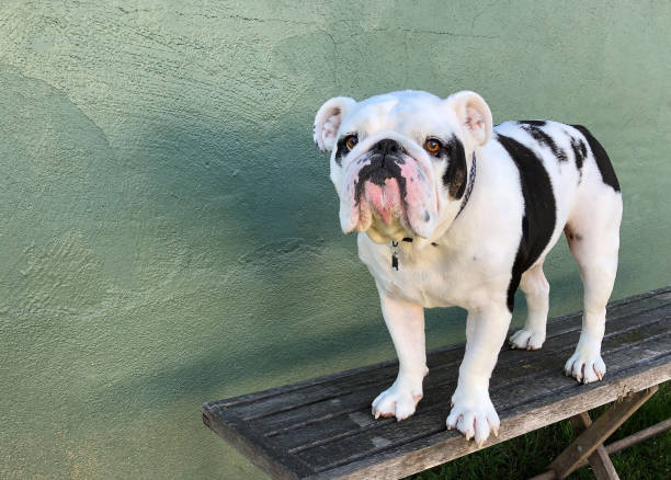 350+ Black And White English Bulldog Stock Photos, Pictures & Royalty ... 350+ Black And White English Bulldog Stock Photos, Pictures & Royalty ...