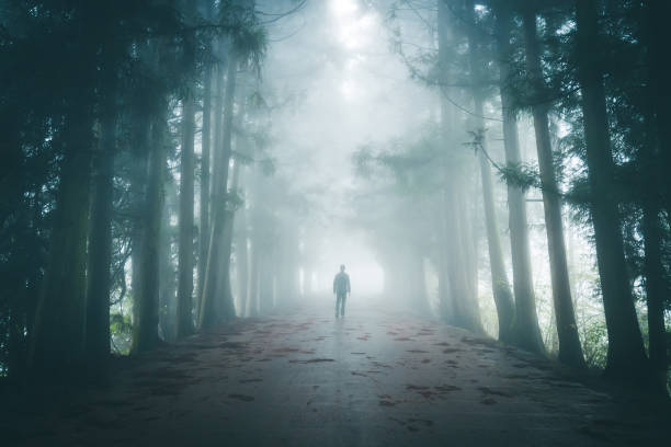 Dark Path Pictures | Download Free Images on Unsplash