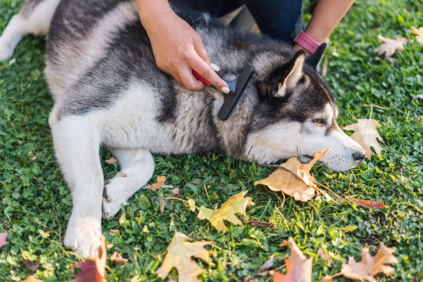 Free picture: husky, laying, pedigree, sleeping, white, canine, grass ...