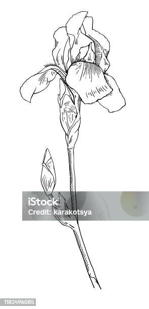 Sketsa Menggambar Grafis Bunga Cabang Iris Ilustrasi Stok Unduh