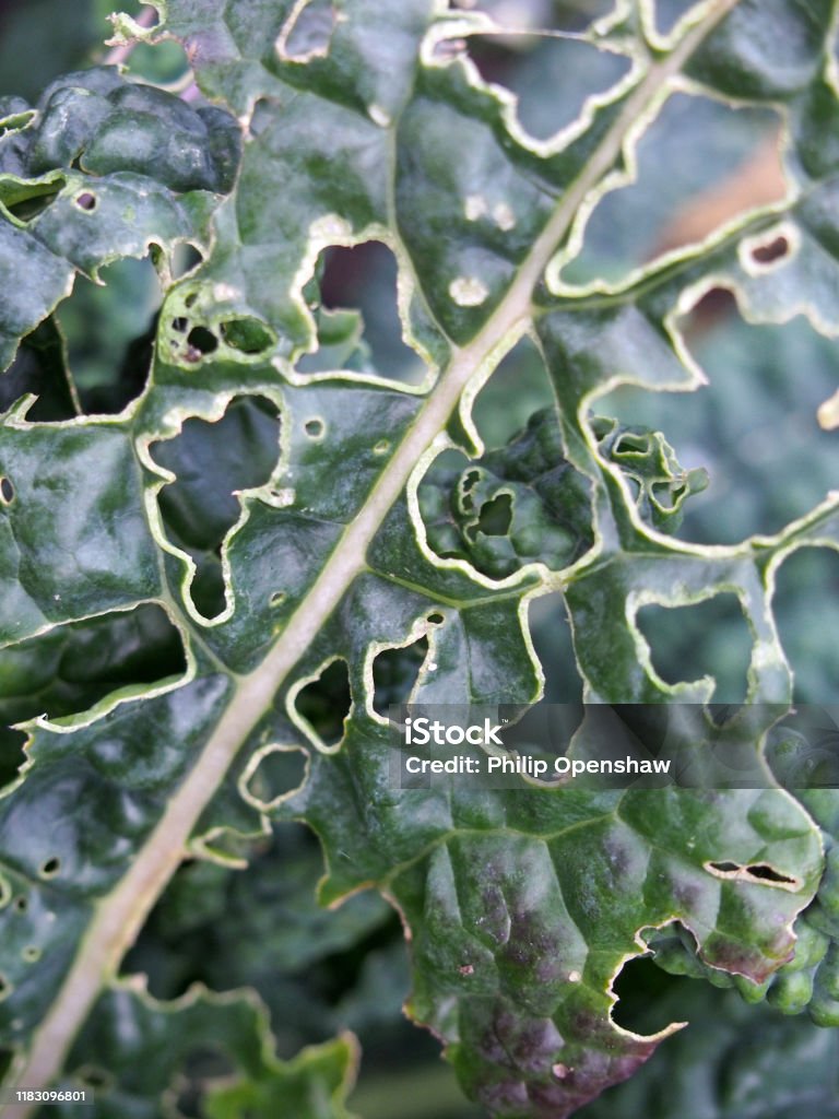 Close Up Of Late Autumn Kale Growing With Holes Caused By Garden Pests Eating The Leaves Stock