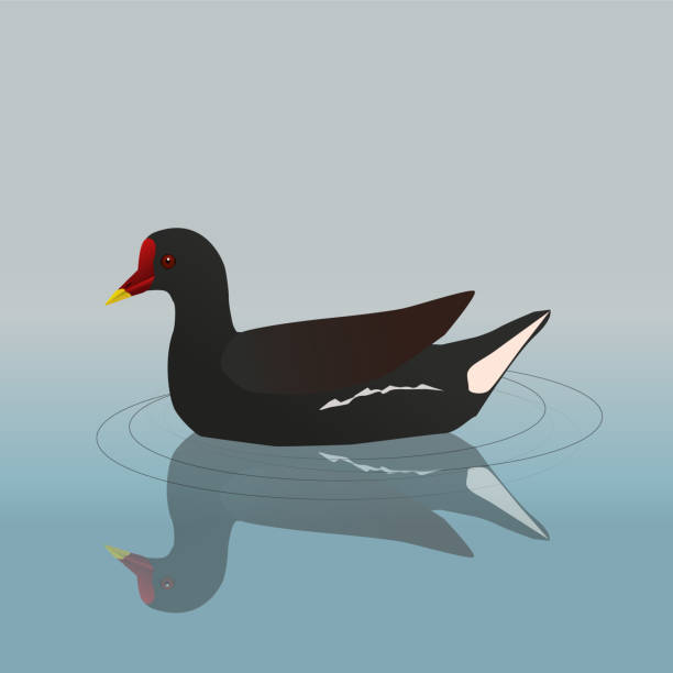 50 Poule Deau Illustrations Graphiques Vectoriels Libre De Droits Et
