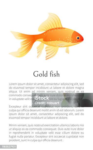 Ikan Akuarium Ikan Mas Merah Terisolasi Di Atas Putih Ilustrasi Stok