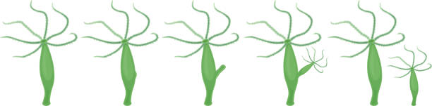 Budding In Hydra