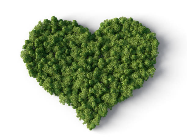 Heart Tree Pictures | Download Free Images on Unsplash