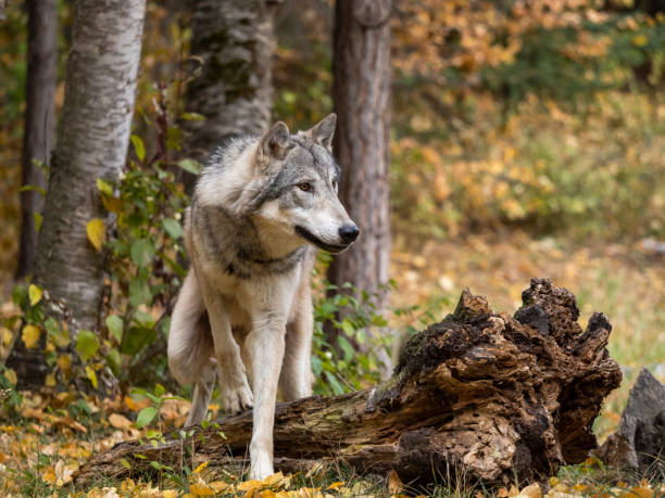 Wolf Forest Pictures | Download Free Images on Unsplash