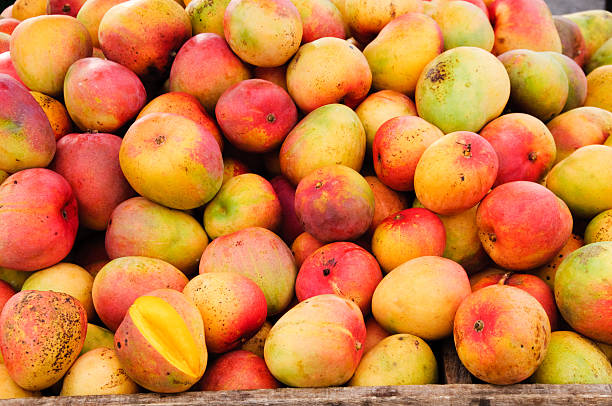 400,000+ Free Mango Background & Mango Images - Pixabay