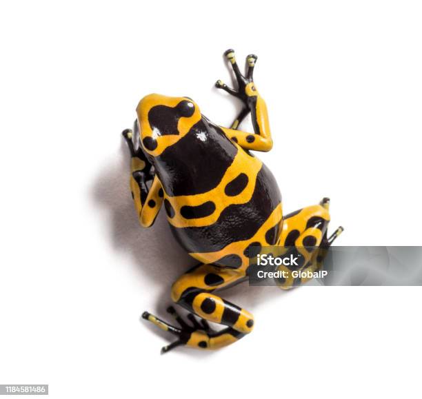 Pemandangan Atas Katak Dart Racun Berbalutan Kuning Dendrobates