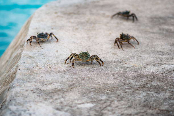 Free picture: Mottled Lightfoot Crab underwater (Grapsus albolineatus)