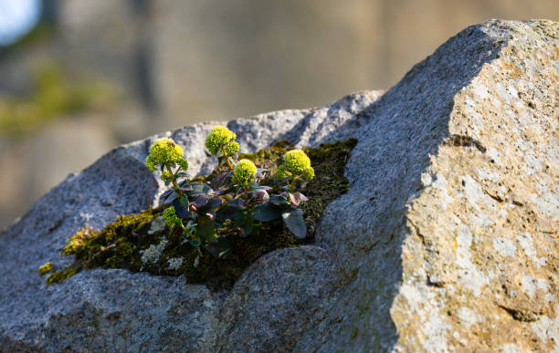 Free Stock Photo of Small Plants Emerging From Rock Formation ...