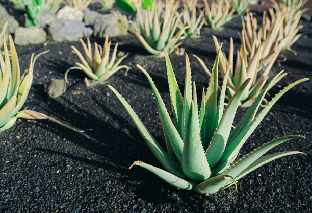 Aloe growing in rock | Free Stock Image - Barnimages