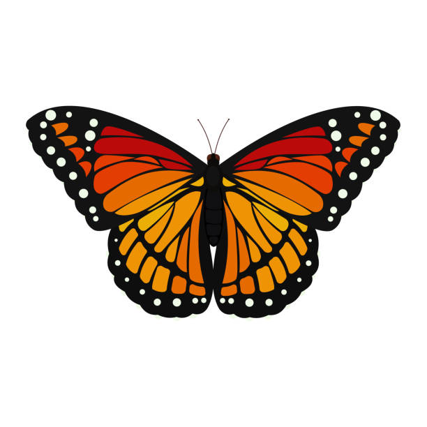 Milkweed Illustrations Royalty Free Vector Graphics And Clip Art Istock