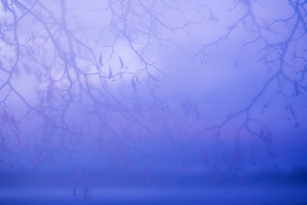 Free picture: branchlet, frozen, branches, frost, foggy, blurry, nature ...