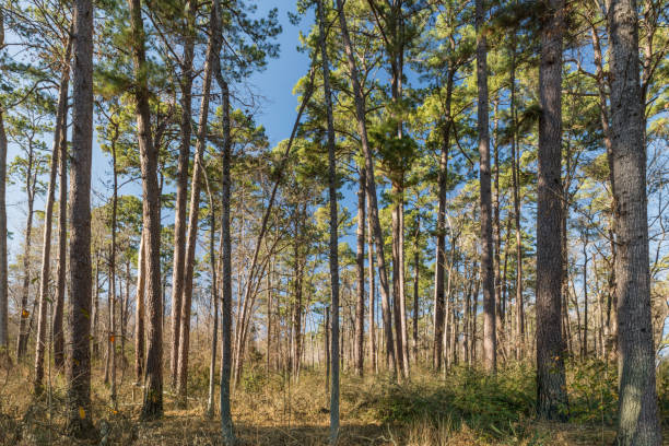 Free picture: restored, pine, forest, habitat, pine, forest