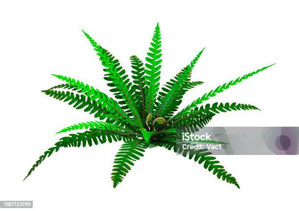 3d Illustration Hard Fern On White Stock Photo - Download Image Now ... 3d Illustration Hard Fern On White Stock Photo - Download Image Now ...