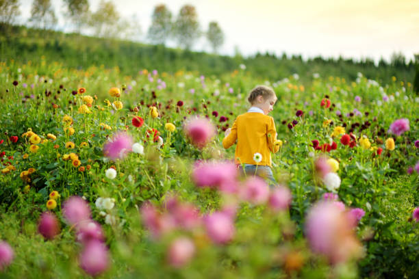 22 900+ Cueillir Fleur Photos, taleaux et images libre de droits - iStock 22 900+ Cueillir Fleur Photos, taleaux et images libre de droits - iStock