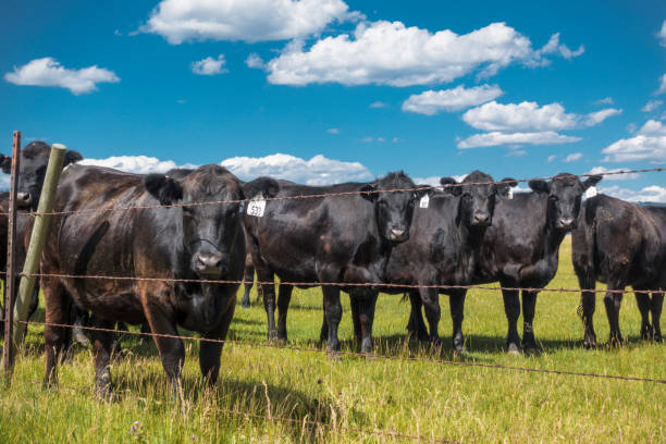 Free black cattle stock photos. Download the best free black cattle ...