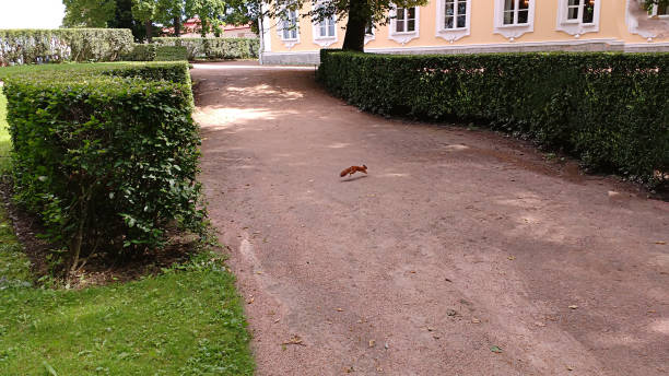 Free picture: animal, asphalt, road, nature, wildlife, grass, wild ...