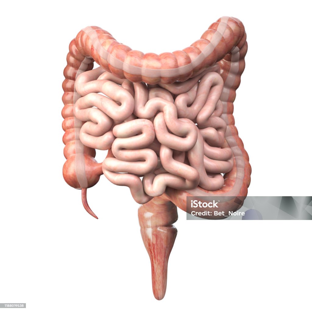Large And Small Intestineisolated On White Human Digestive System ... Large And Small Intestineisolated On White Human Digestive System ...