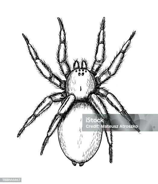 Disegno Del Cosiddetto Ragno Terrestre Schizzo Di Ragno Di Specie ... Disegno Del Cosiddetto Ragno Terrestre Schizzo Di Ragno Di Specie ...