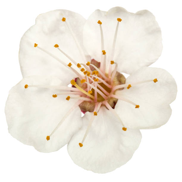 Peach Flowers Pictures | Download Free Images on Unsplash