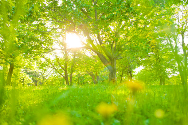 Greenery Landscape Pictures | Download Free Images on Unsplash