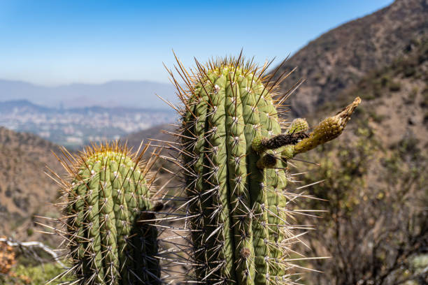 Free picture: dry, cactus, nature, desert, thorn, wilderness, tree ...