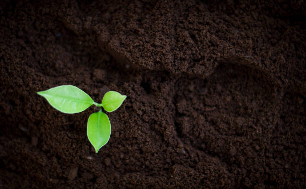 Healthy Soil Pictures | Download Free Images on Unsplash