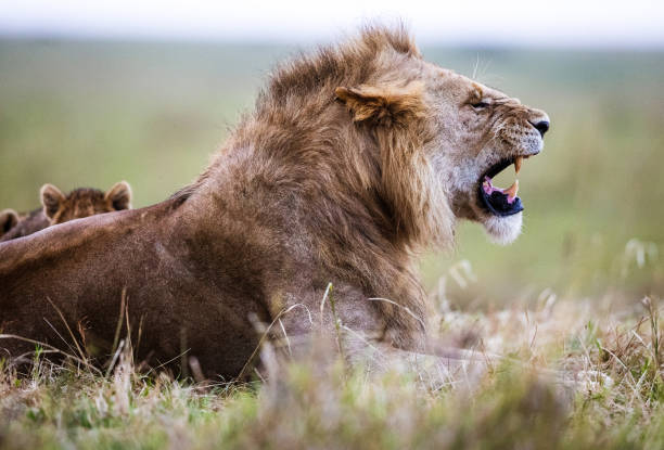 Angry Lion Pictures | Download Free Images on Unsplash