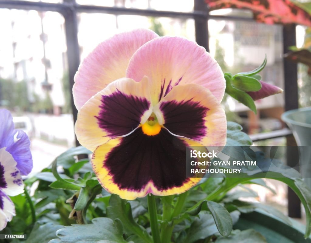 Taman Pansy Adalah Jenis Tanaman Hibrida Berbunga Besar Yang