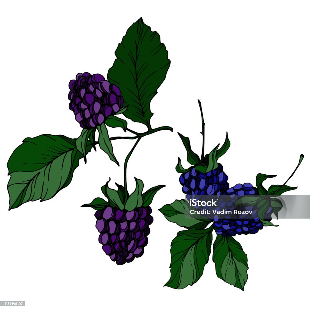 Blackberry Healthy Food Black And White Engraved Ink Art Isolated Blackberry Illustration