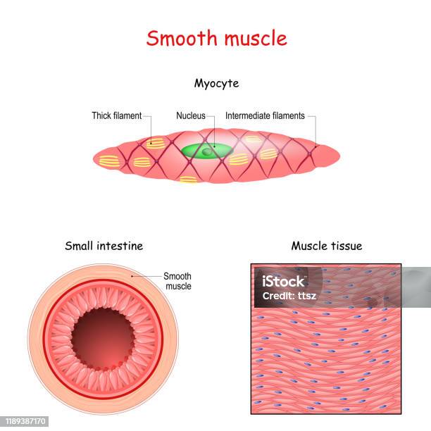 Struktur Serat Otot Halus Anatomi Myocyte Ilustrasi Stok Unduh Gambar