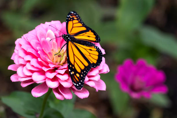 Real Pink Butterfly
