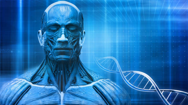 Human body anatomy - Blue medical background with dna symbol -muscles ...
