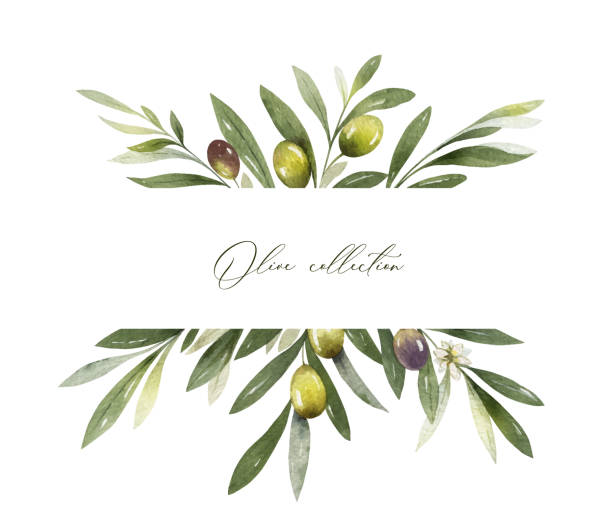 1,000+ Watercolor Olive Wreath Stock Illustrations, Royalty-Free Vector ... 1,000+ Watercolor Olive Wreath Stock Illustrations, Royalty-Free Vector ...