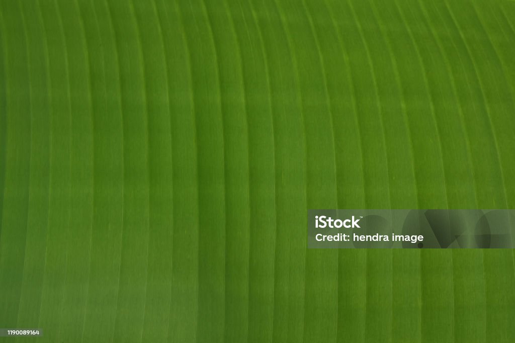 Tekstur Daun Pisang Latar Belakang Alam Segar Foto Stok Unduh Gambar
