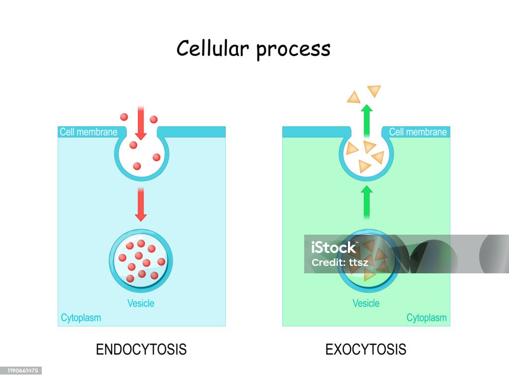 Exocytosis And Endocytosis Exocytosis And Endocytosis