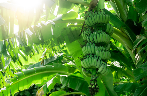 Pohon Pisang Dengan Sekelompok Pisang Hijau Mentah Dan Daun Pisang