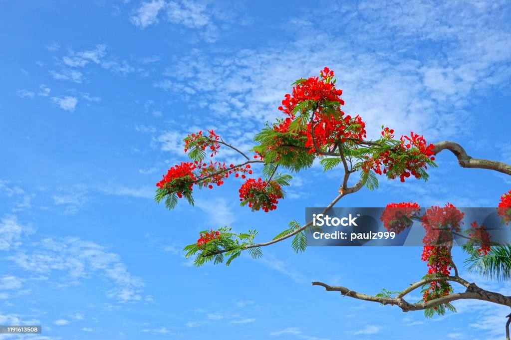 Hoa Phượng Nở Với Bầu Trời Xanh Hình ảnh Sẵn Có Tải Xuống Hình ảnh Ngay Bây Giờ Bầu Trời