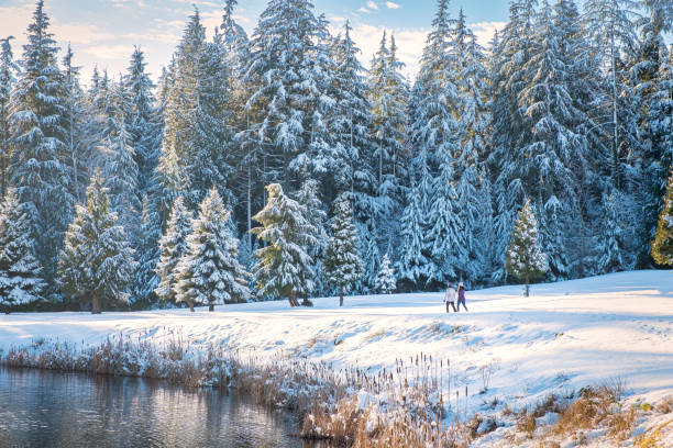 Free picture: snow, tree, water, winter, forest