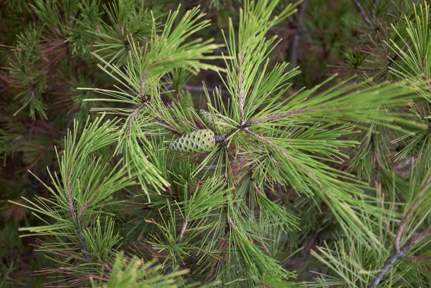 Free picture: Aleppo pine (Pinus halepensis) close-up of pine branches ...