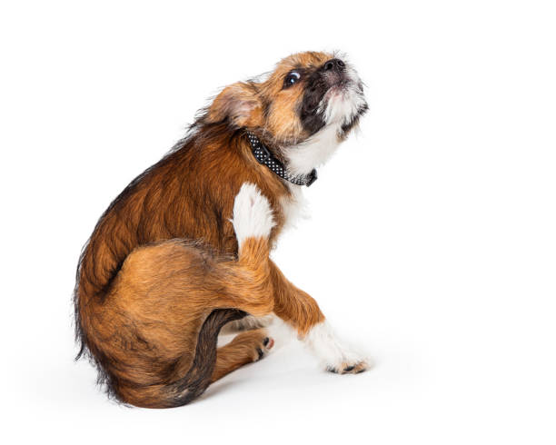 Dog Scratching Pictures | Download Free Images on Unsplash
