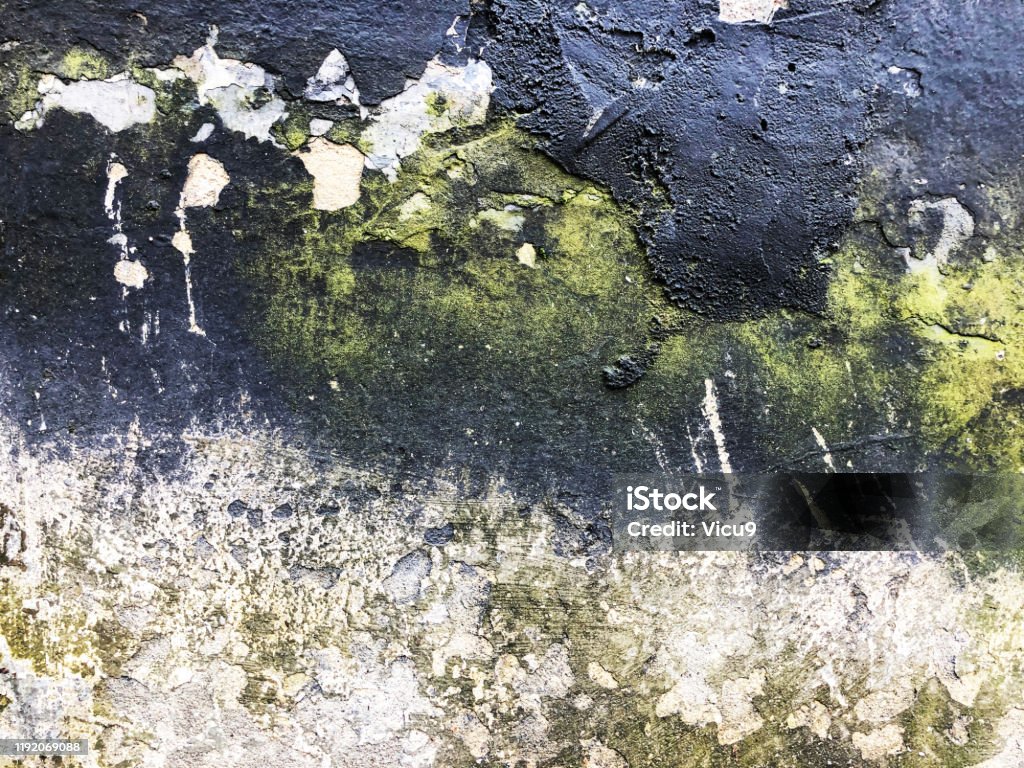 Tekstur Grunge Hijau Lumut Latar Belakang Lumut Lumut Hijau Pada
