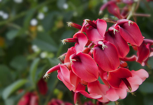 320 Fleur Darbre Corail Photos Taleaux Et Images Libre De Droits Istock