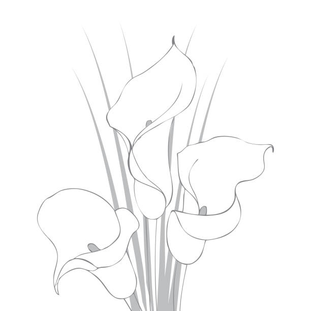 3 100 Arum Deau Illustrations Stock Illustrations Graphiques