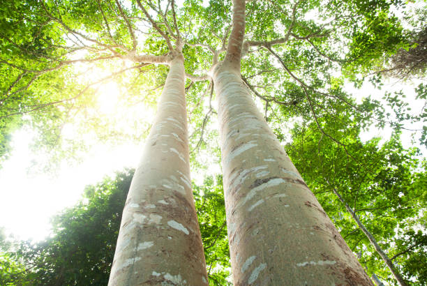 Two Trees Pictures | Download Free Images on Unsplash