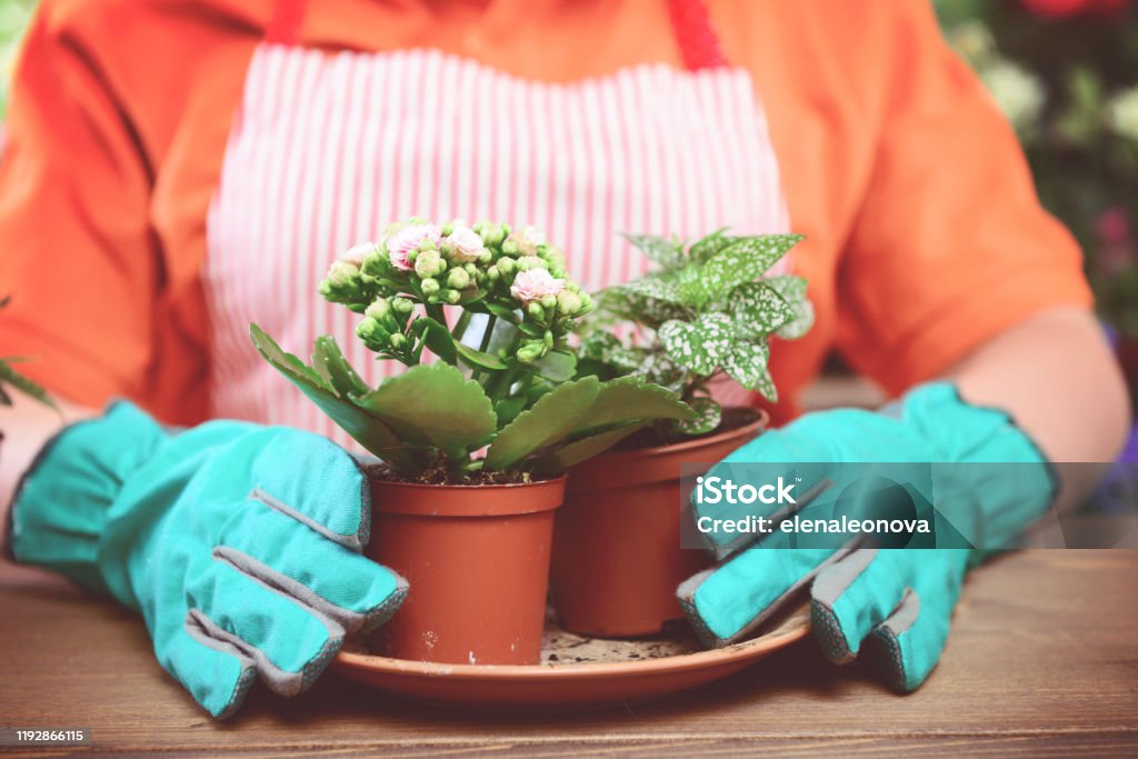 Womans Hands Potting Some Plants Stock Photo - Download Image Now ... Womans Hands Potting Some Plants Stock Photo - Download Image Now ...