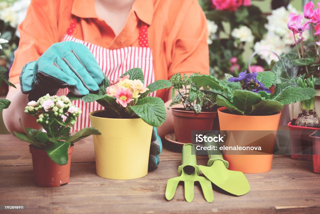 Womans Hands Potting Some Plants Stock Photo - Download Image Now ... Womans Hands Potting Some Plants Stock Photo - Download Image Now ...