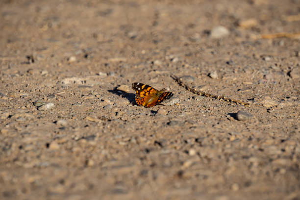 Free picture: butterfly, asphalt, road, insect, bug